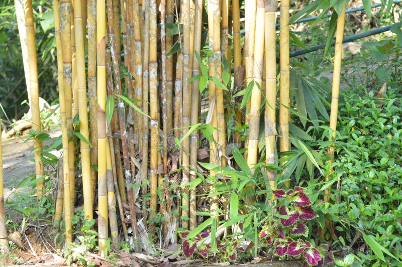 Bunch of Bamboo tree stock image. Image of yellow, vegetable - 106188727