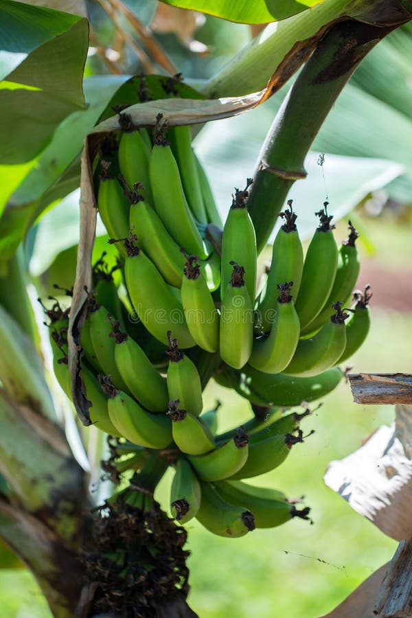 Bunch of Banana on the Palm Tree. Stock Image - Image of fresh, island ...