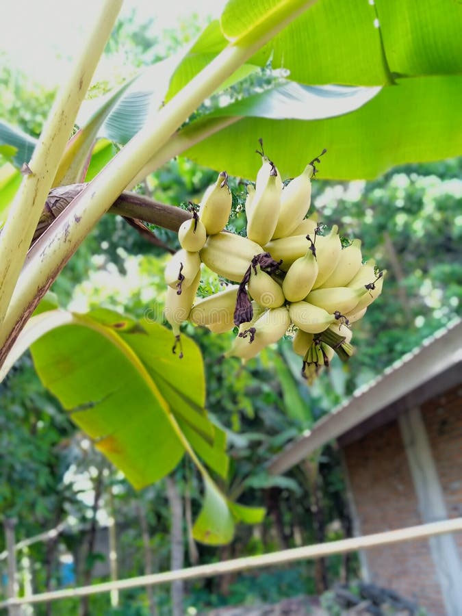 A Bunch of Banana on Banana Tree on the Garden Stock Image - Image of ...