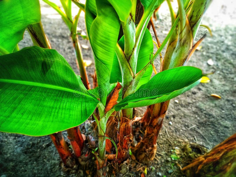 Bunch Banana Tree Shoots Growing Stock Photos - Free & Royalty-Free ...