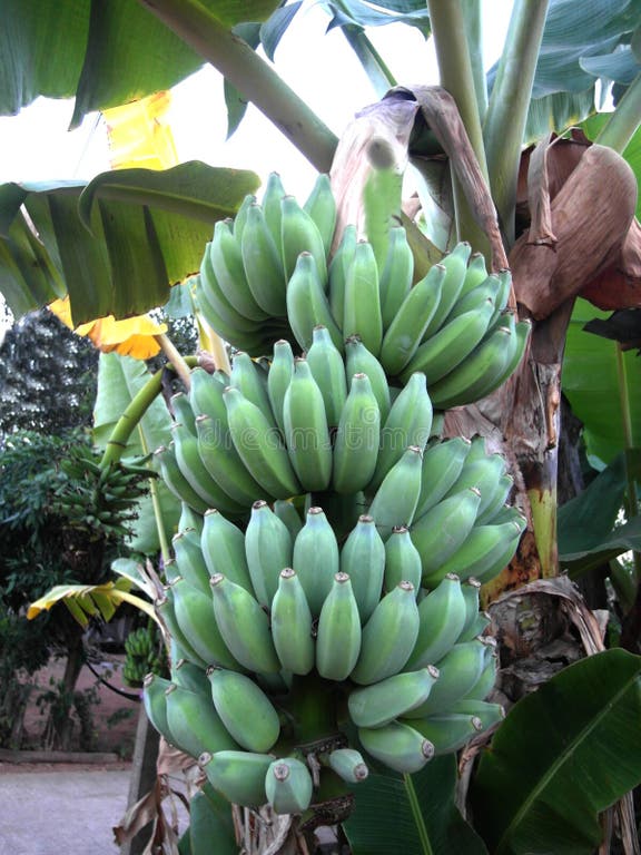 Banana chain stock photo. Image of backdrop, edible - 209597650