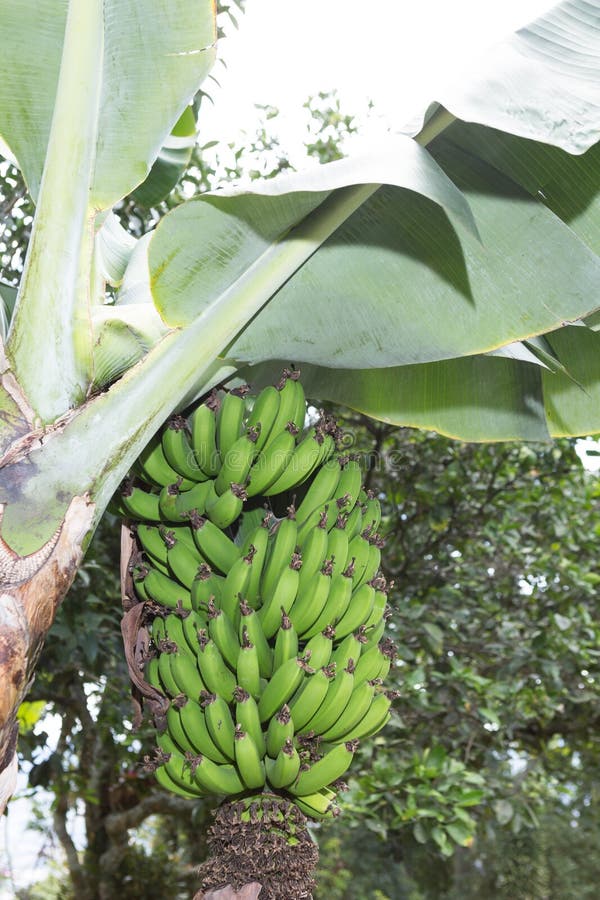 Bunch of Bananas on the Banana Tree Stock Image - Image of bunch, close ...
