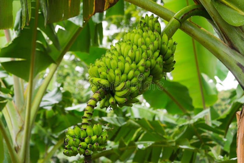 Bunch of bananas stock image. Image of asia, botanical - 68285413