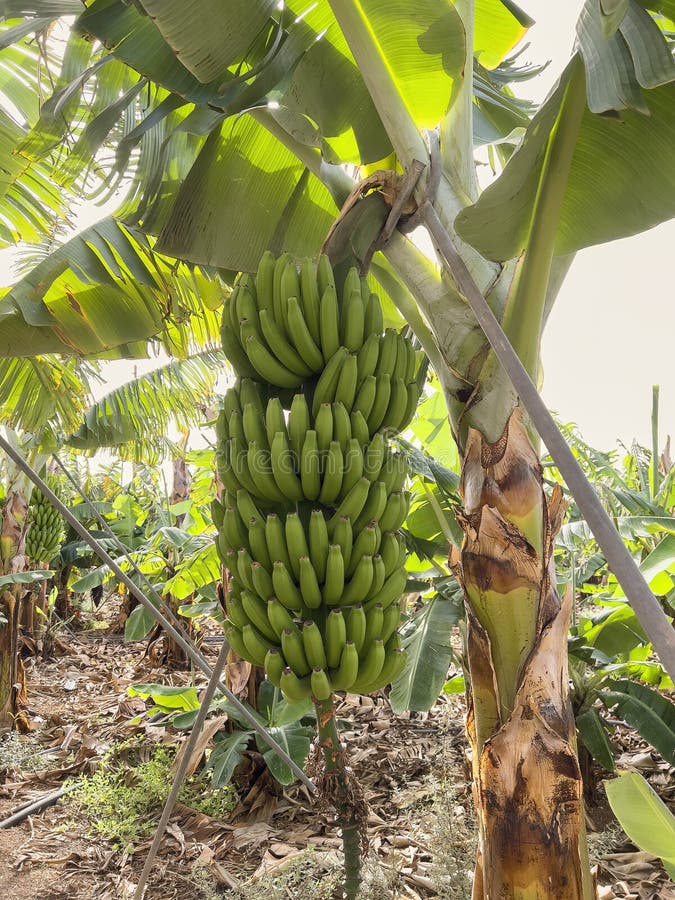 Bunch of Bananas Hanging from the Banana Tree, Still Ripening Stock ...