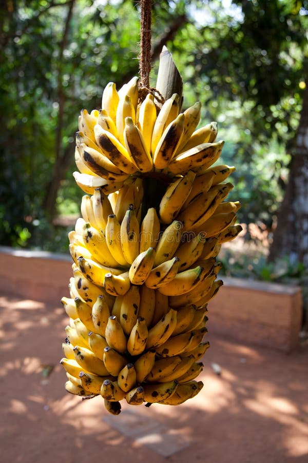 Bunch of Bananas Hanging from Tree Stock Photo - Image of travel, plant ...