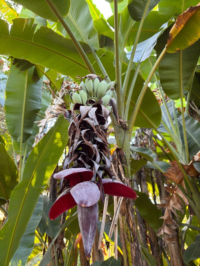 A Bunch of Bananas Hanging from a Tree Stock Photo - Image of summer ...
