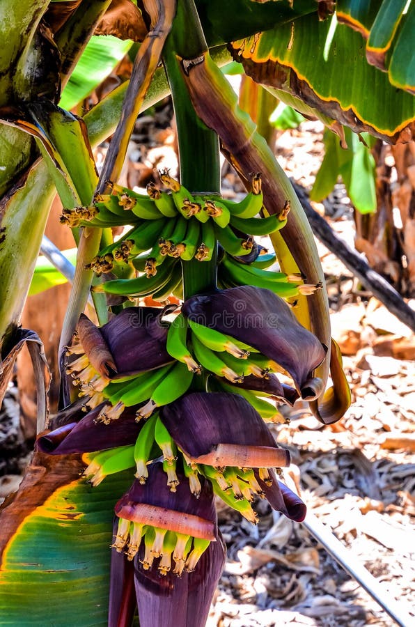 A Bunch of Bananas Hanging from a Tree Stock Photo - Image of food ...