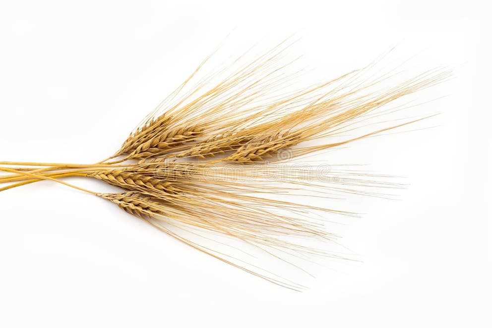 Bunch of barley stock photo. Image of culture, organic - 14935858