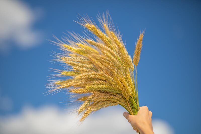 Bunch of Barley in His Hands Against the Blue Sky Stock Image - Image ...
