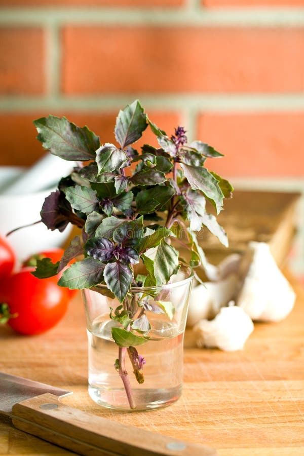 Bunch of basil stock photo. Image of herb, freshness - 58116216