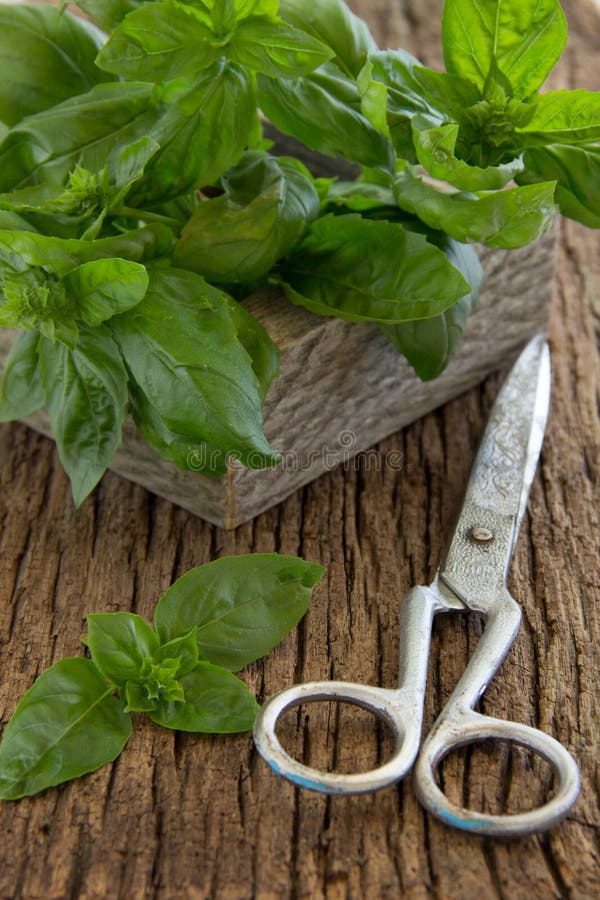 Bunch of basil stock photo. Image of fruits, seasoning - 33275804