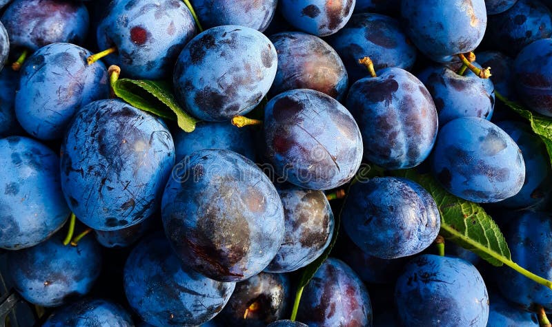 Blue plums on a tree stock photo. Image of closeup, food - 194761750