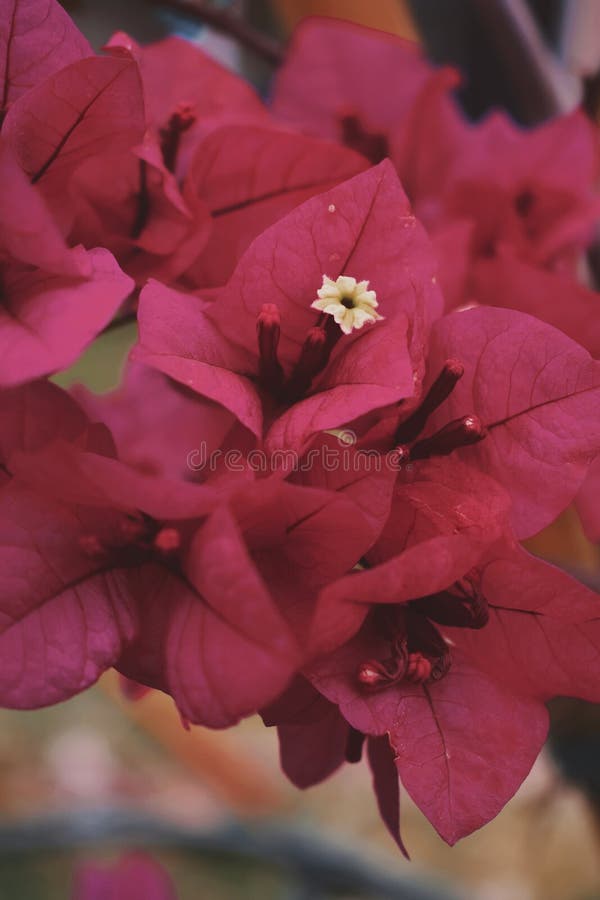 Beautiful Bugambilias Stock Photos - Free & Royalty-Free Stock Photos ...