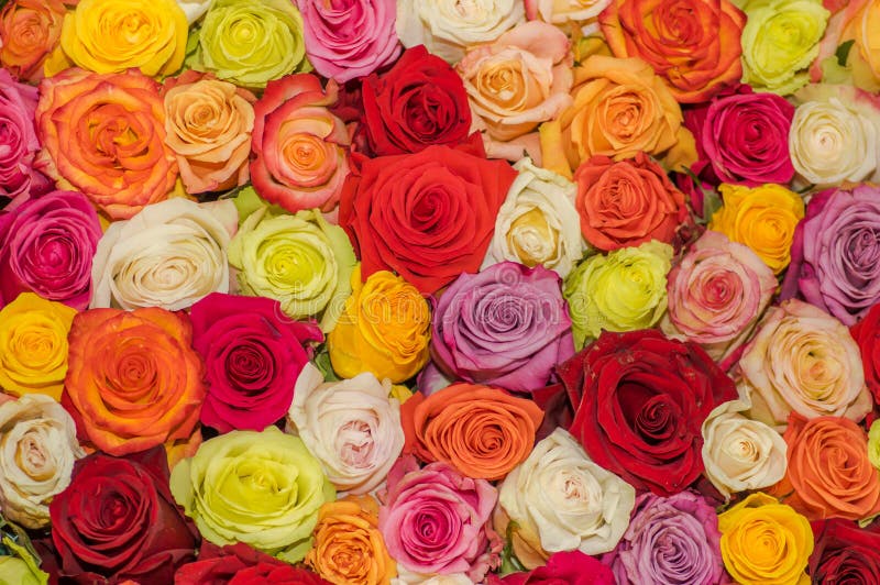 Bunch of Beautiful and Colorful Different Type of Flowers Stock Photo ...