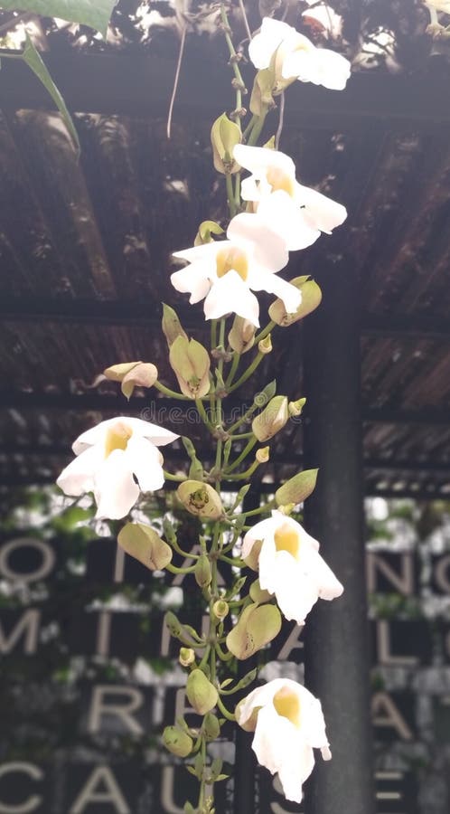 A Bunch of Beautiful Flowing Flowers Stock Image - Image of petal ...