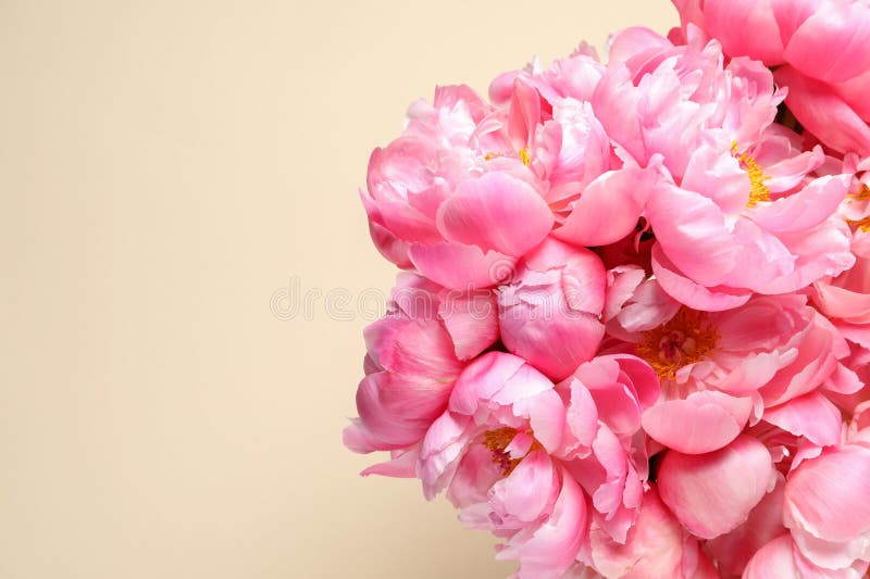 Bunch of Beautiful Peonies on Beige Background, Top View. Space for ...