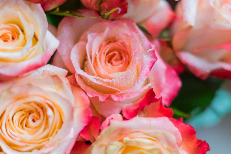 Bunch of Beautiful Pink Roses for Present. Top View Stock Image - Image ...