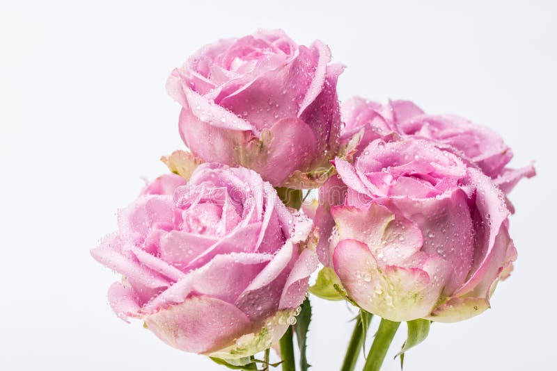 Bunch of Beautiful Purple Roses Stock Image - Image of roses, flower ...