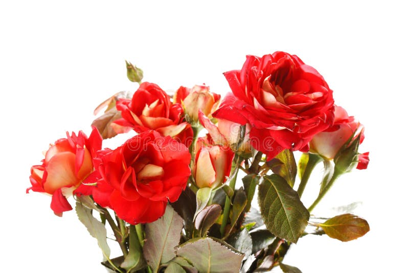 Bunch of beautiful roses stock image. Image of bloom - 15581203
