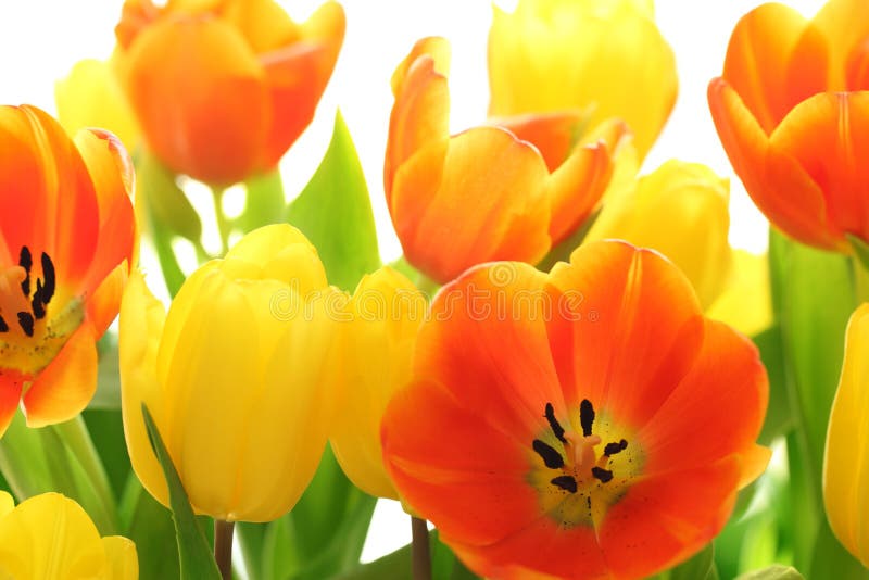 Colorful Tulips and Daffodils Stock Photo - Image of flower, pink: 29416908