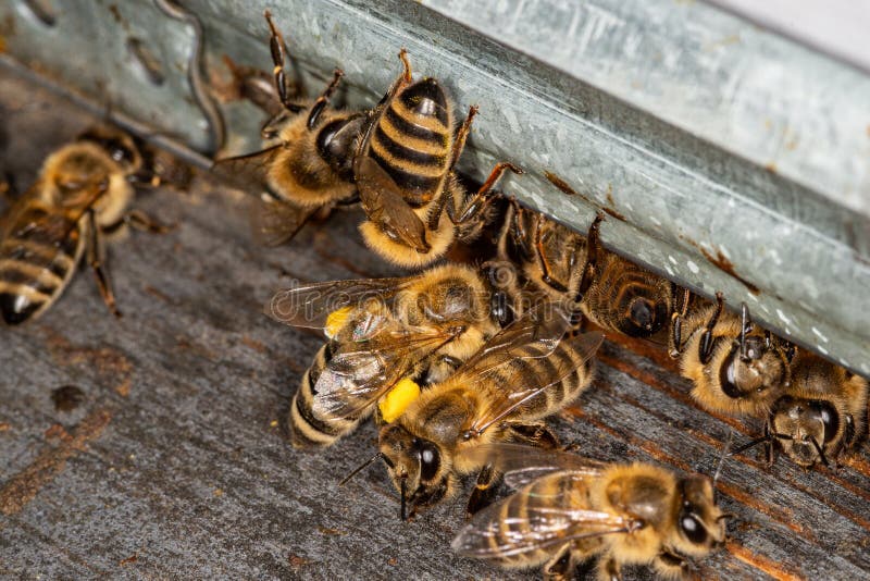 A Bunch of Bees on a Honeycomb in a Hive Stock Photo - Image of insects ...