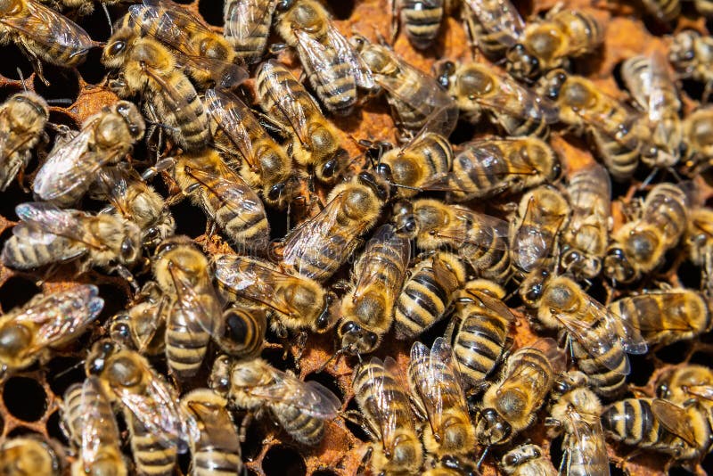 A Bunch of Bees on a Honeycomb Stock Image - Image of colony ...
