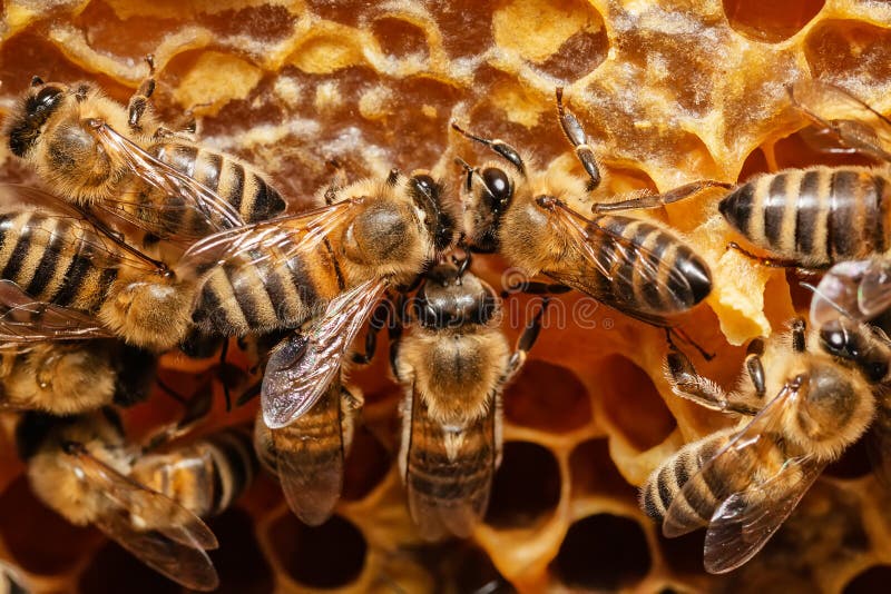 A Bunch Of Bees On A Honeycomb In A Hive Stock Image - Image of ...