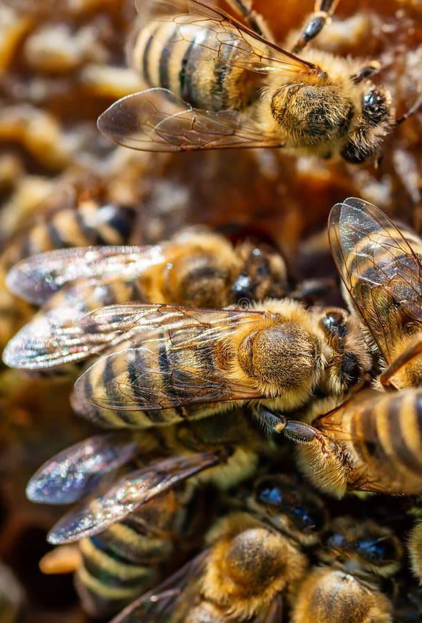 A Bunch of Bees on a Honeycomb Stock Photo - Image of cell, close ...