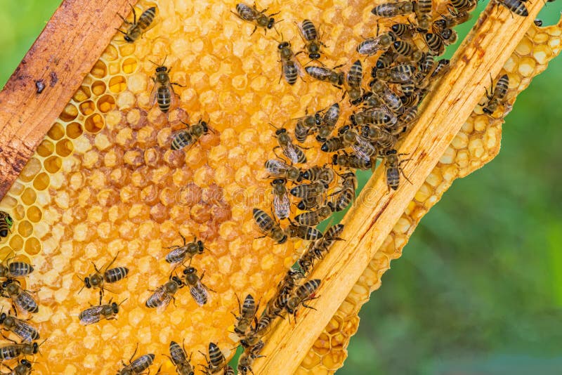 A Bunch of Bees on a Honeycomb Stock Photo - Image of healthy ...