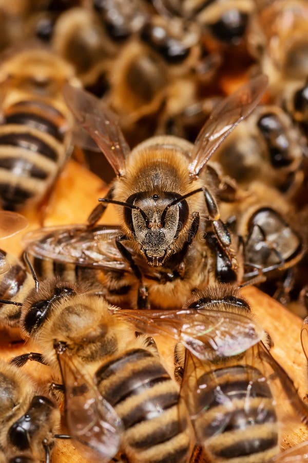 A Bunch of Bees on a Honeycomb in a Hive Stock Photo - Image of insects ...