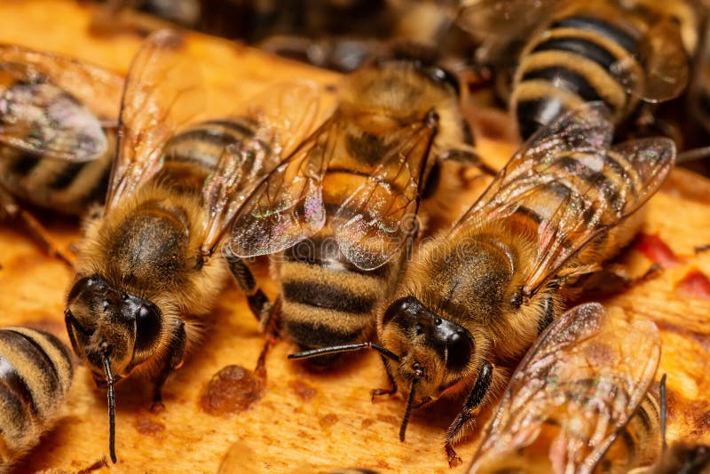 A Bunch of Bees on a Honeycomb in a Hive Stock Image - Image of ...