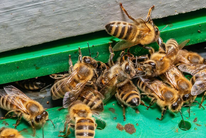 Bunch of bees stock photo. Image of bunch, cluster, bumblebee - 18592868