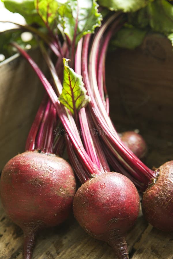 Bunch of beetroot stock photo. Image of antioxidant, patch - 5941986