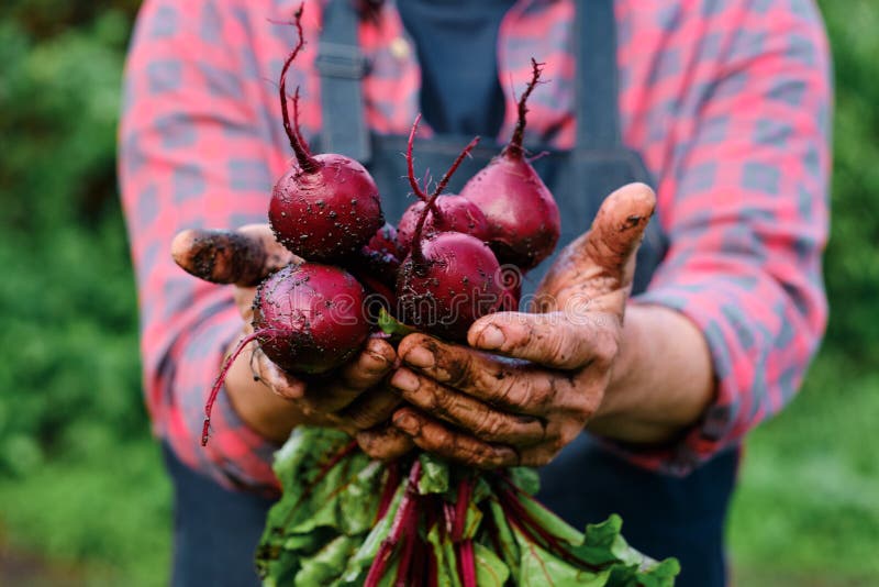 Bunch of Beetroot stock photo. Image of isolated, leaves - 22310794