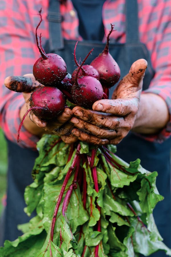 Bunch of beetroot stock photo. Image of antioxidant, patch - 5941986