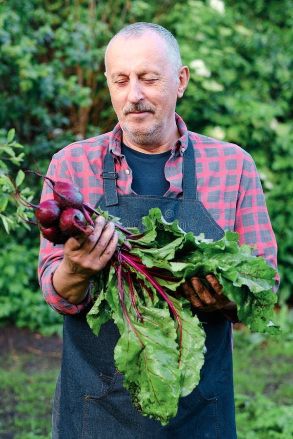 Bunch of Beetroot Harvest in Farmer Hands Stock Image - Image of leaf ...