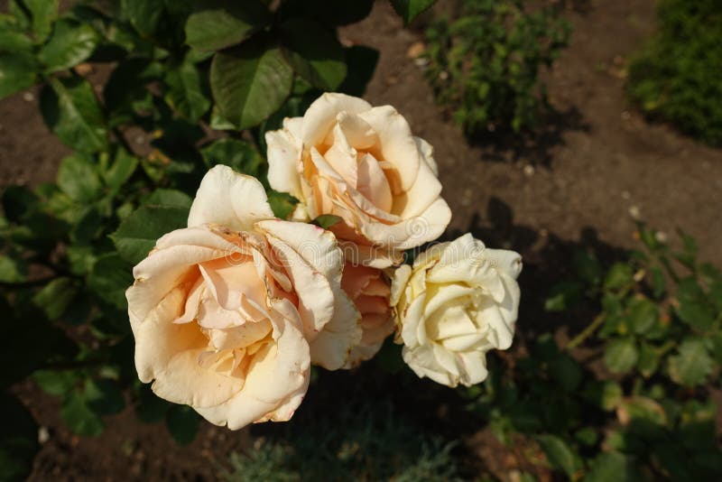 Bunch of Beige Flowers of Roses in August Stock Image - Image of ...