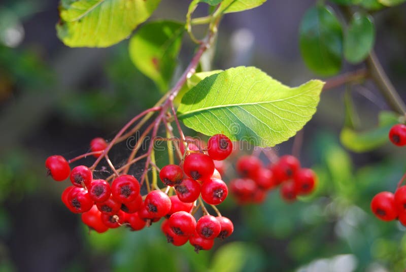 Bunch of berries stock image. Image of nature, fruit, leaves - 4960077