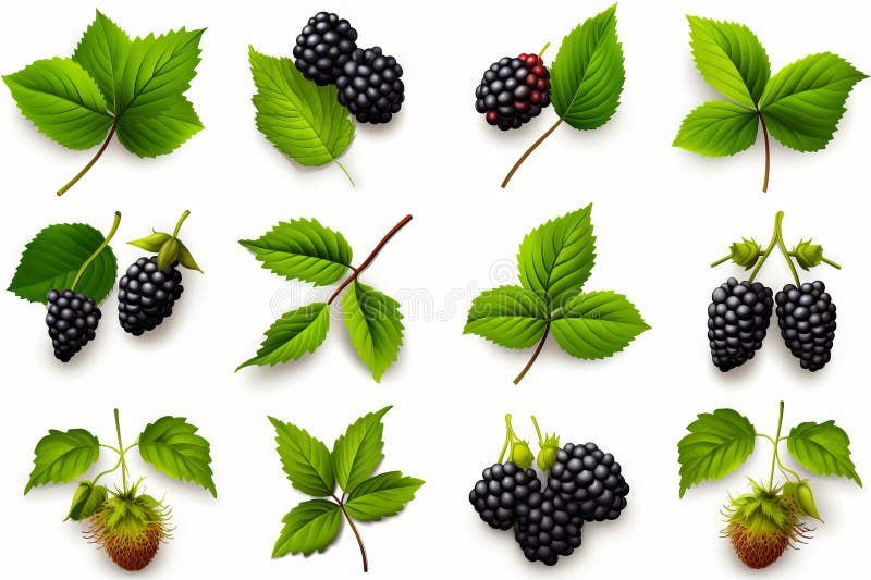 Bunch of Berries and Leaves on White Background with Shadow. Generative ...