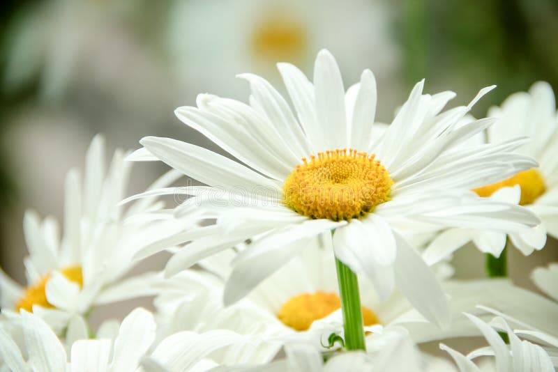 A bunch of big daisies stock photo. Image of gardening - 168329824