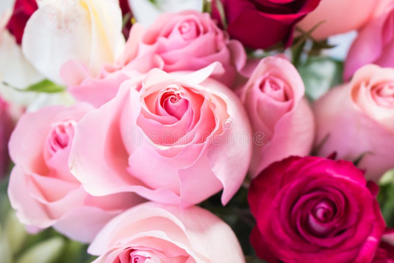 Bunch of big pink red rose stock image. Image of beautiful - 87292129