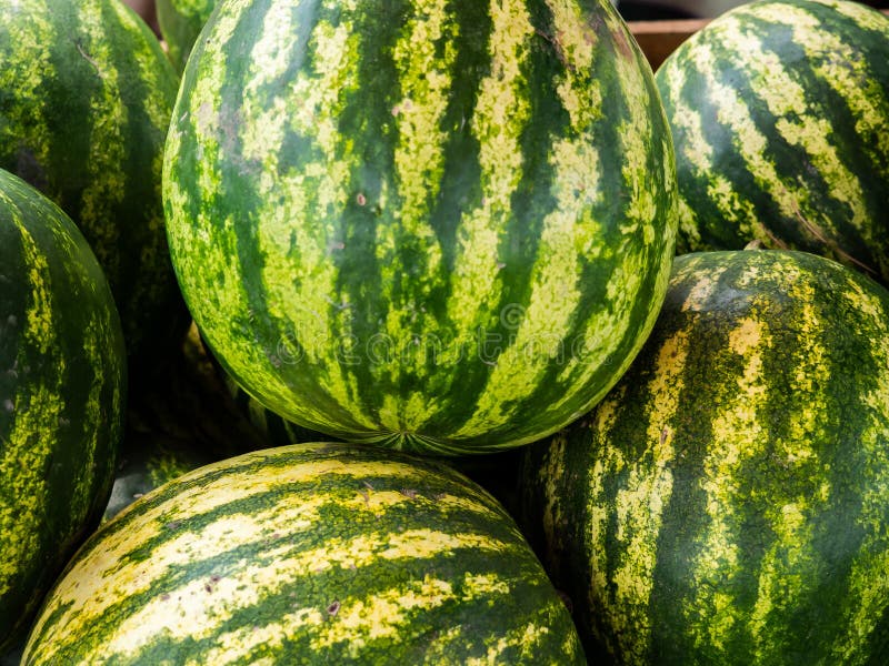 Bunch of big watermelons stock photo. Image of tasty - 121451472