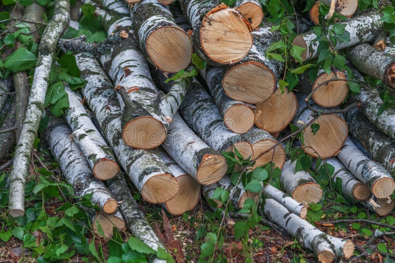 A Bunch of Birch Chocks. Timber Cutting Stock Image - Image of camping ...
