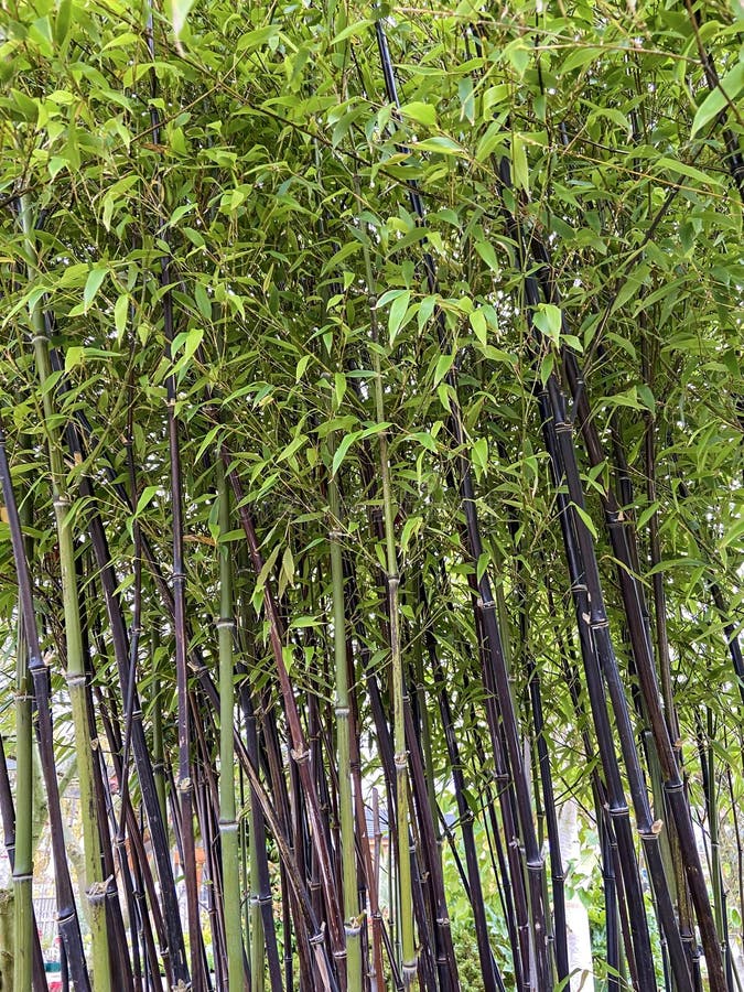 Bamboo stalks stock image. Image of destination, nature - 10747967