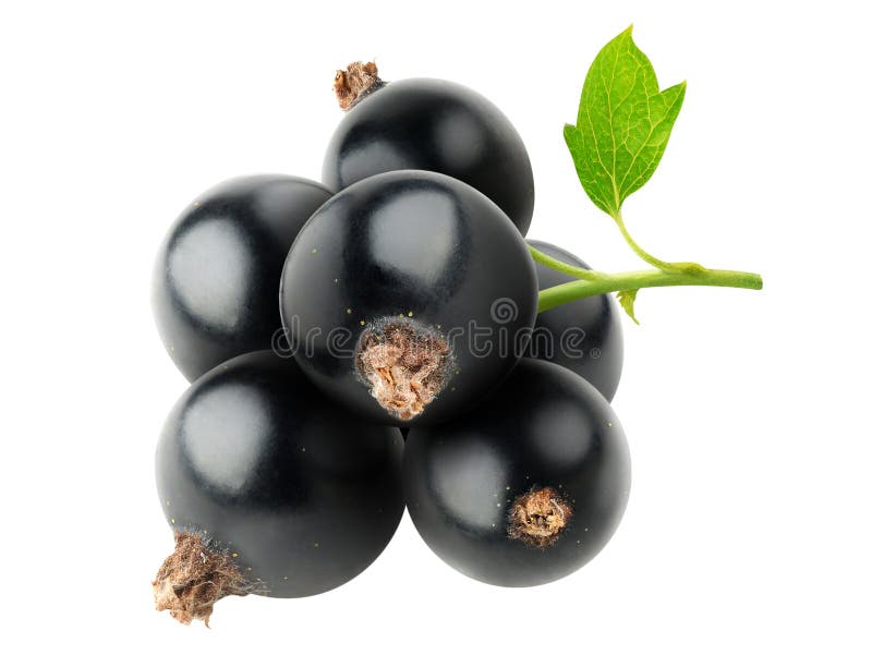 Bunch of Black Currants Isolated on White Stock Photo - Image of black ...