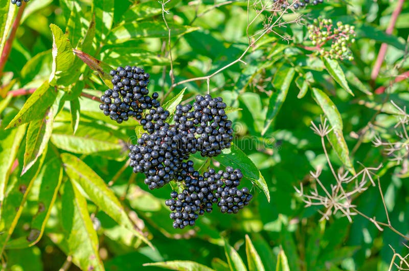 Bunch of Black Elderberries with Green Leaves. Natural Plant Stock ...
