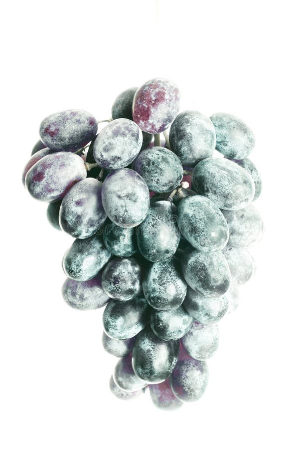 Grape black (PNG) stock image. Image of bunch, fetus - 18392017