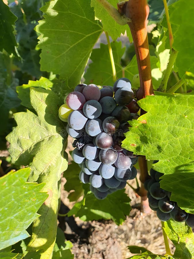Bunch of Black Grapes on the Vine. Stock Photo - Image of blue, bunch ...