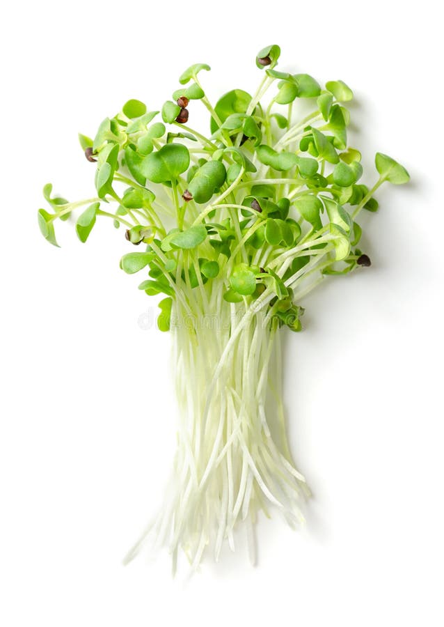 Mustard Microgreens Close-Up Stock Image - Image of grain, harvest ...