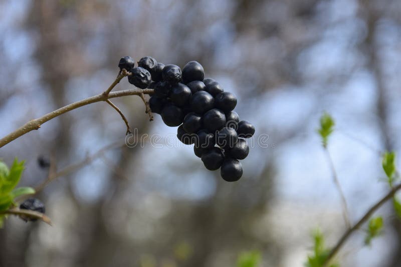 Bunch of Black Poisonous Wild Berries on Blurred Background Stock Photo ...